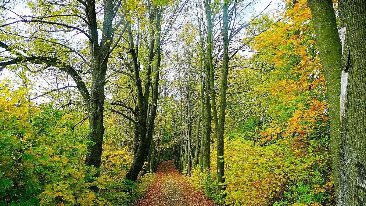 Store dyr i skoven – et undervisningsmateriale til naturteknologi ...